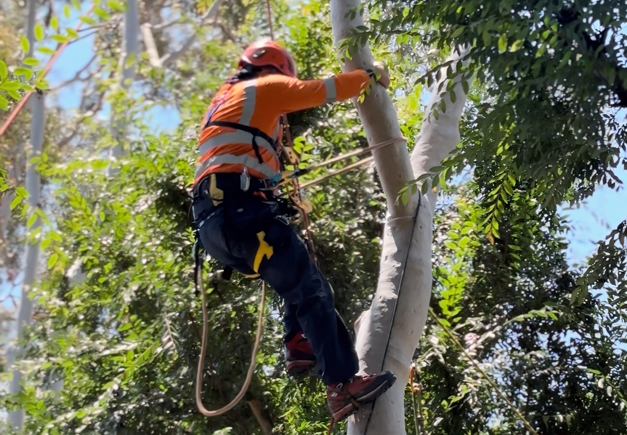 Service Arbor Care - Harvest Landscape Enterprises